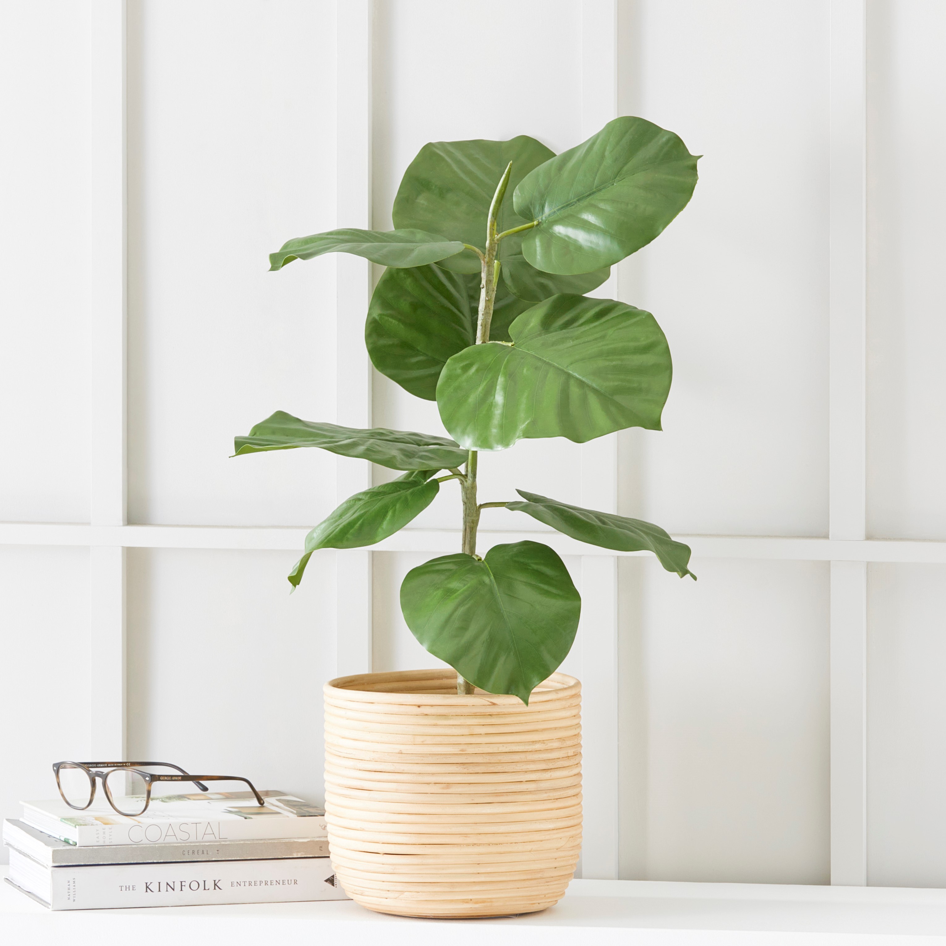 Potted 2 Stem Potted Ficus | Adairs