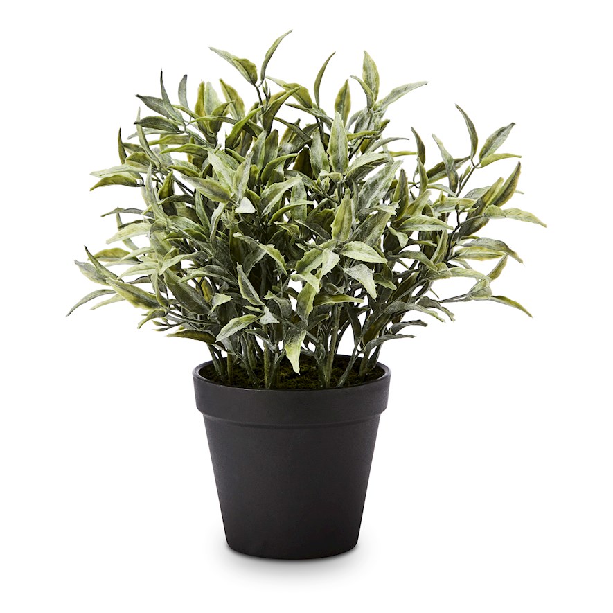 Willow Silver Green Potted Fern | Adairs
