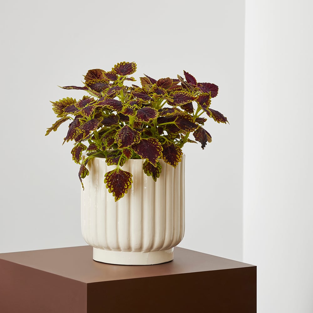 Ribbed Curved Cream Pot | Adairs