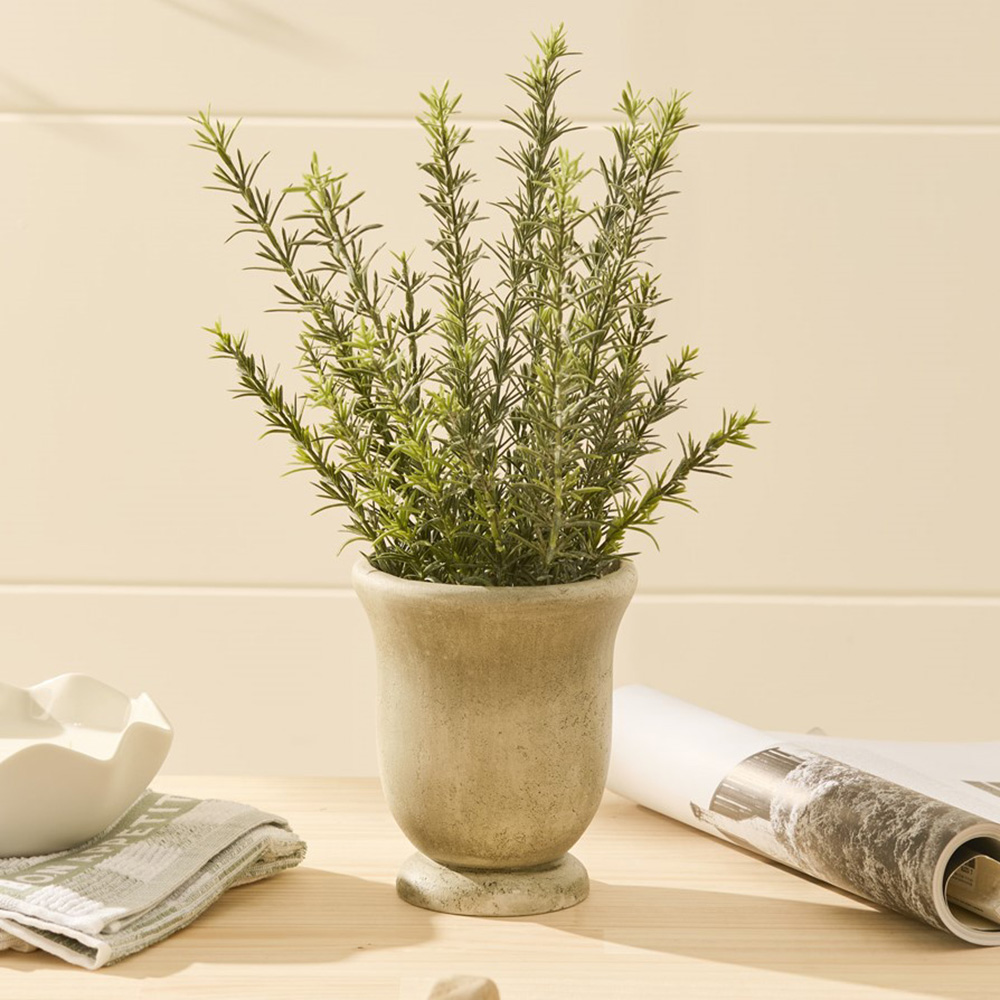 Green Potted Rosemary | Adairs