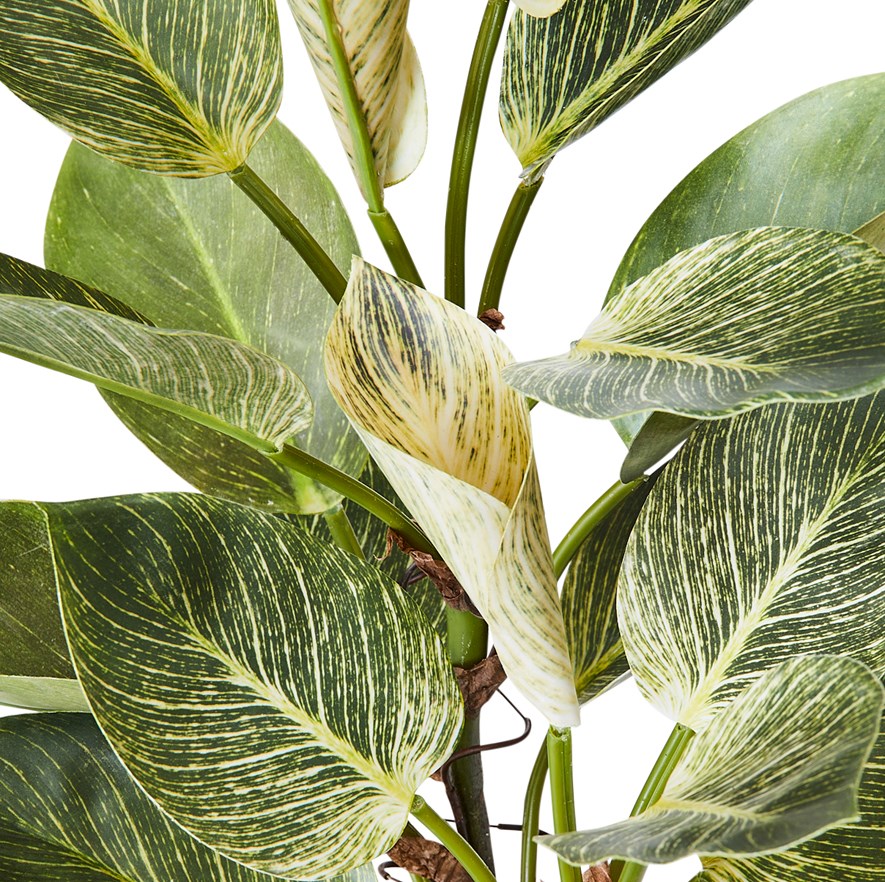 Botanical Devils Ivy 55cm Green Plant | Adairs