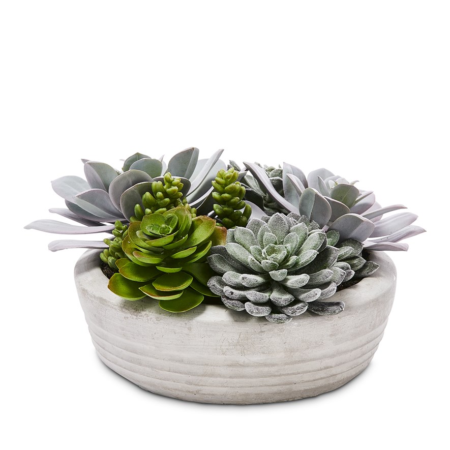 Gio Succulent Silver Green Round Garden | Adairs