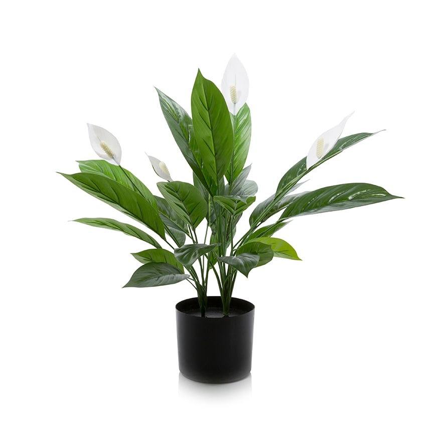 Spathe Potted Plant | Adairs