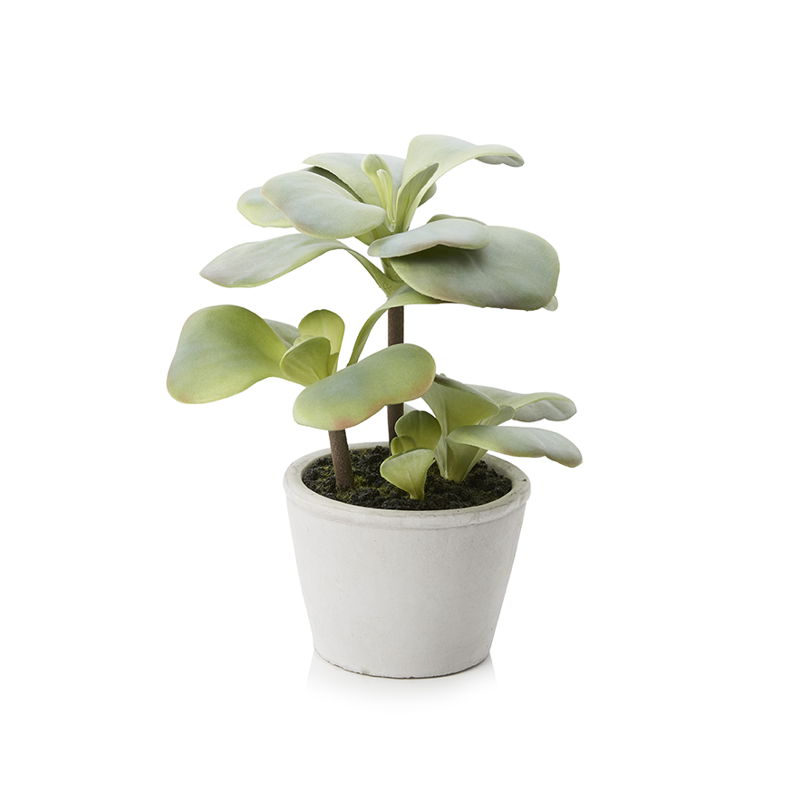 Flap Jack Succulent | Adairs