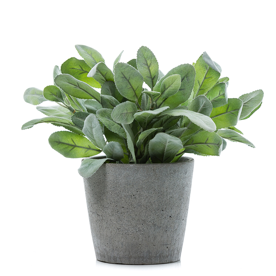 Potted Herbs Sage | Adairs