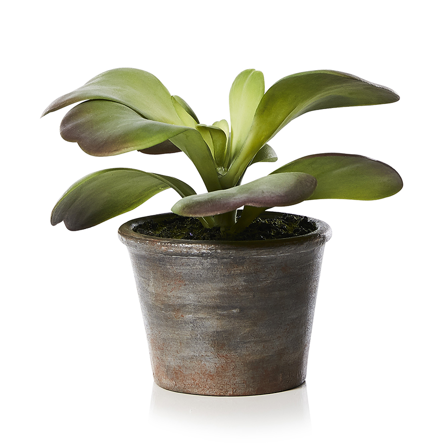 Canning Plant Flap Jack | Adairs