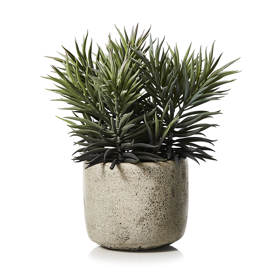 Home Republic - Canning Plant Spikey Fern | Adairs