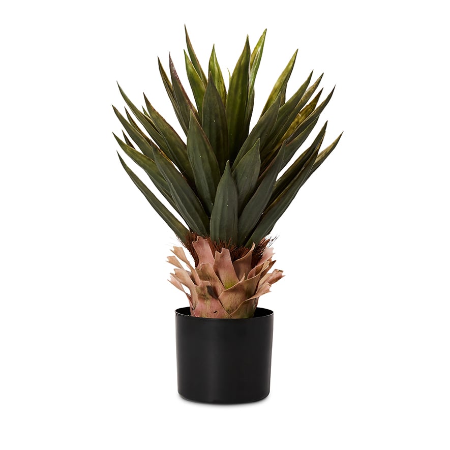 Husk Small Yucca Plant | Adairs