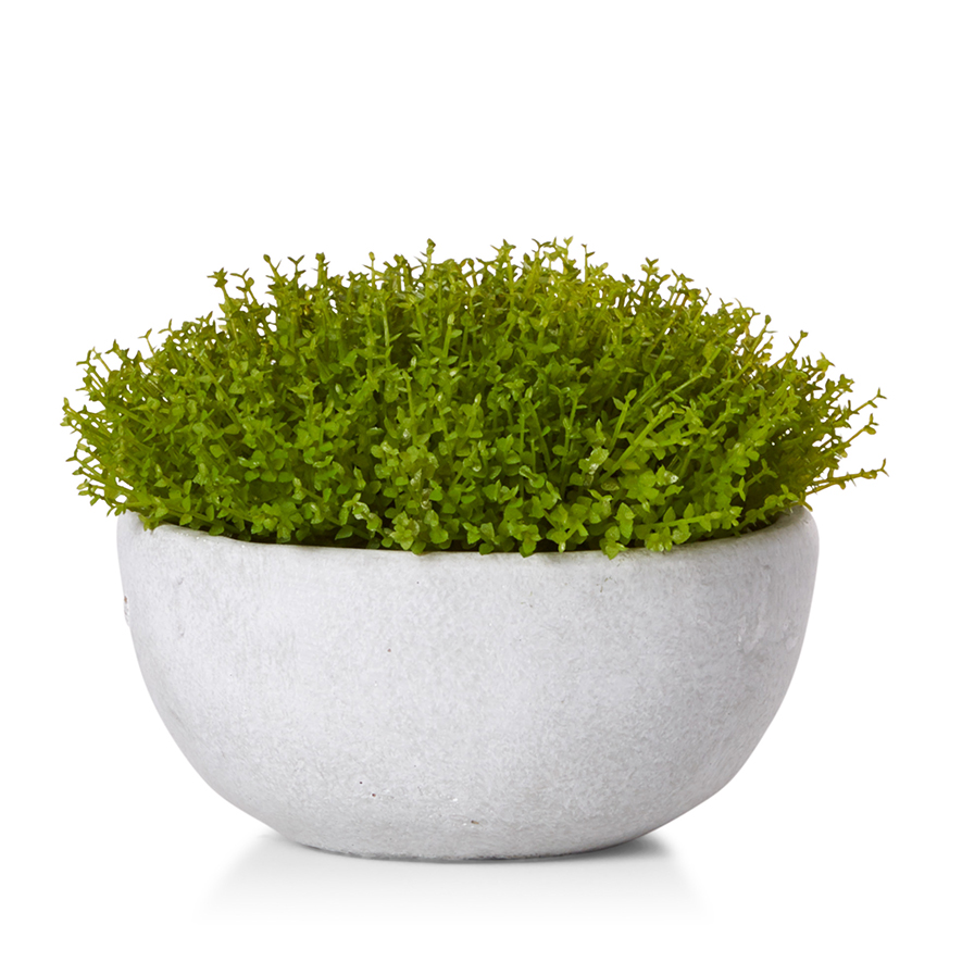 Potted Spade Grass Plant Green | Adairs