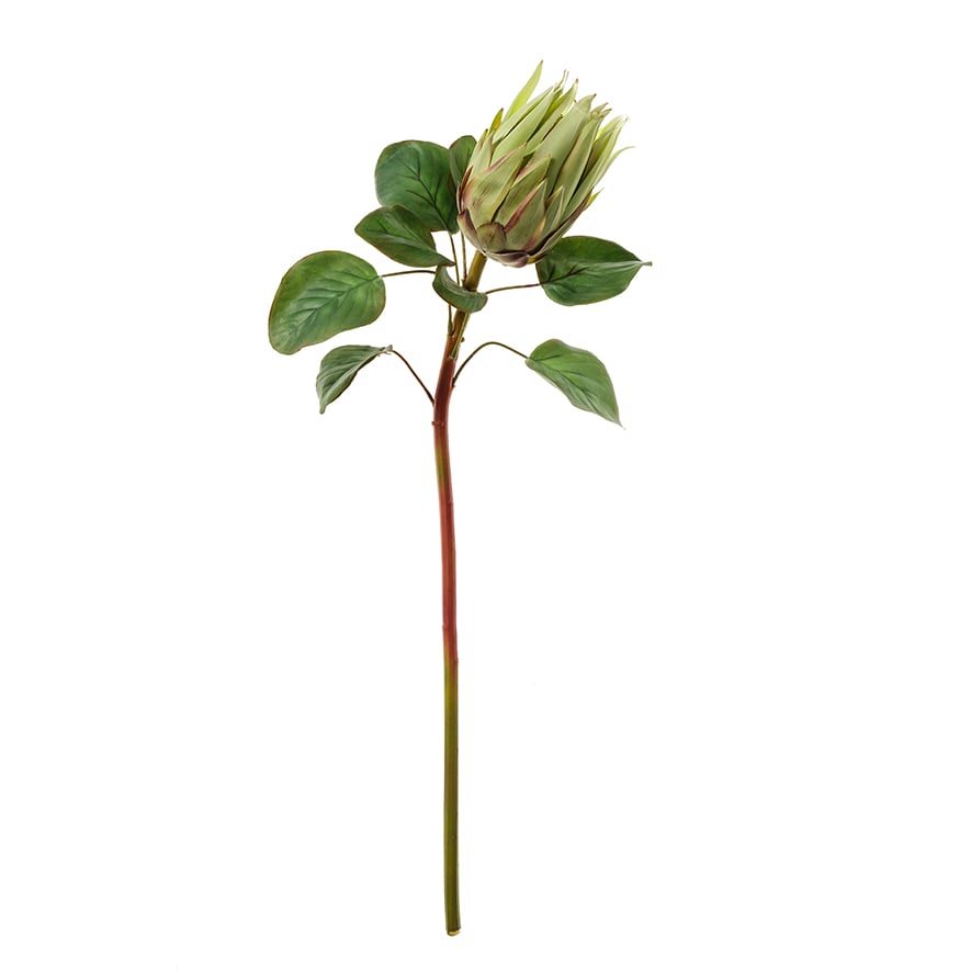 Spring Stems Protea Flower Green | Adairs