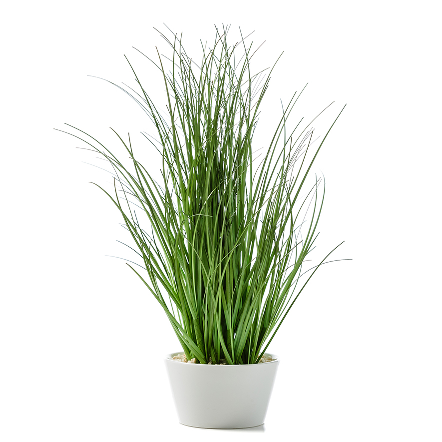 Alberta Grass | Adairs