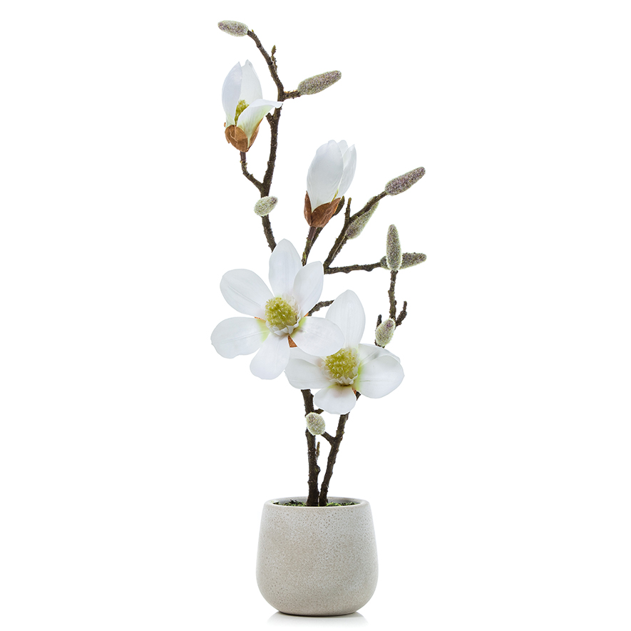 Potted Magnolia White | Adairs