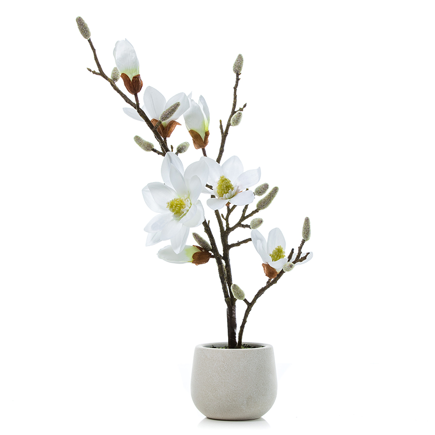 Potted Magnolia White | Adairs